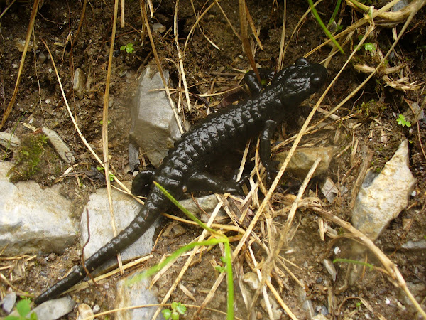 Alpine salamander | Project Noah