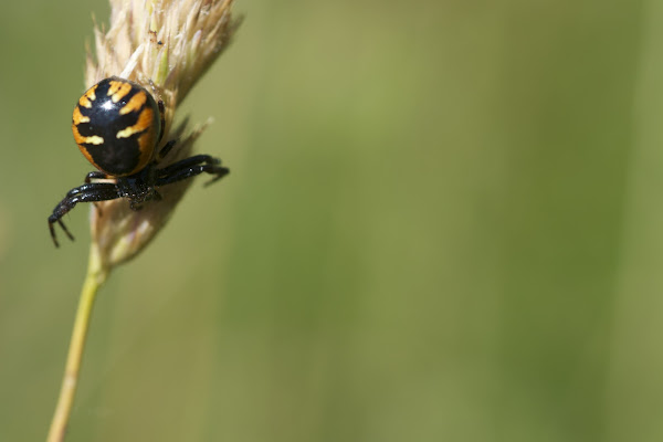 Synaema globosum, Napoleon spider | Project Noah