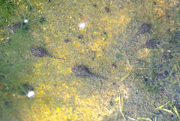 Tadpoles | Project Noah