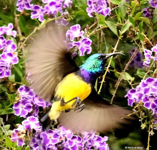 Variable sunbird, male | Project Noah
