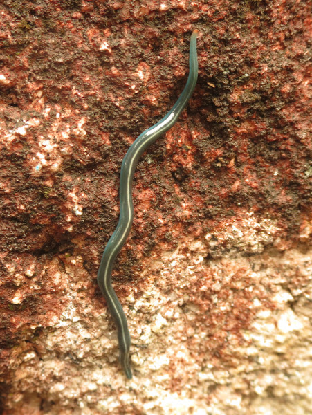 Blue garden flatworm | Project Noah