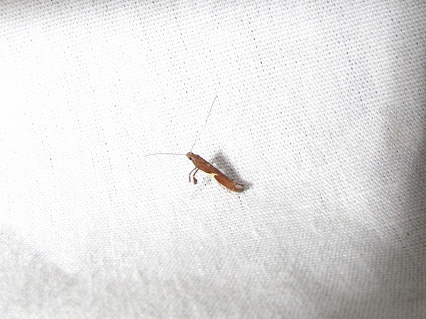 Leaf Blotch Miner | Project Noah