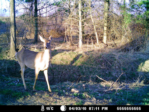 White-tailed Deer | Project Noah