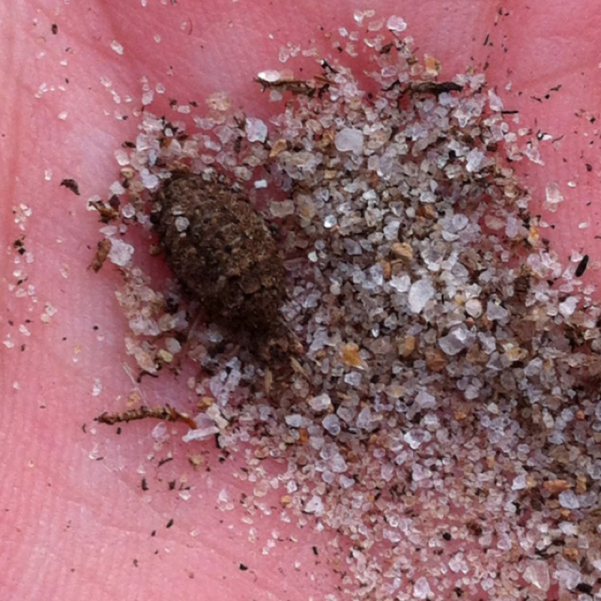 "Doodle Bug" Antlion Larva | Project Noah