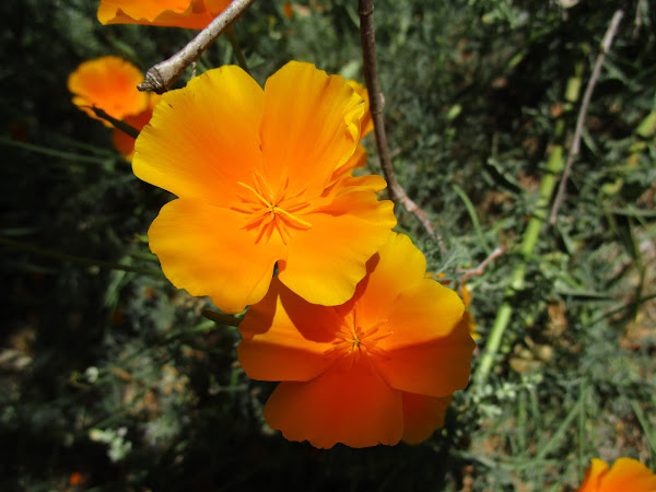 California Golden Poppy | Project Noah