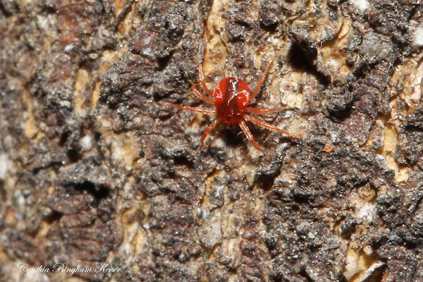 Whirligig Mite | Project Noah