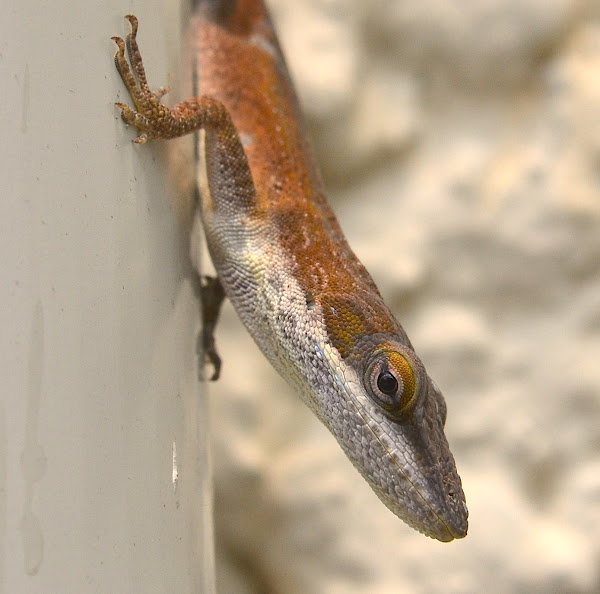 Carolina anole | Project Noah