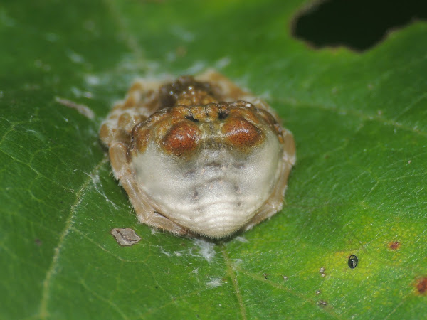 Bolas spider | Project Noah