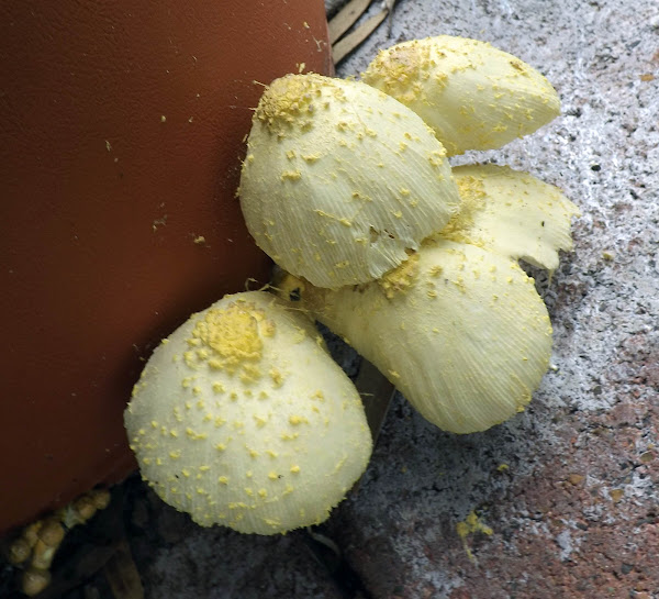 Plant Pot Dapperling | Project Noah