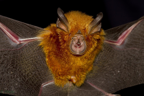 Eastern Horseshoe Bat | Project Noah