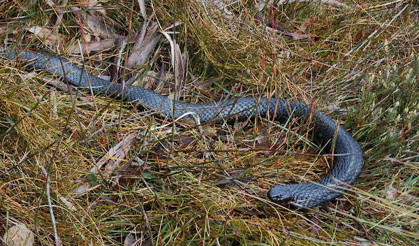 Tiger snake (Tasmanian) | Project Noah