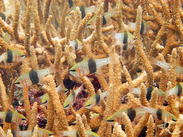 Girdled Cardinalfish | Project Noah