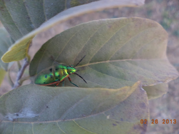 green jewel bug | Project Noah