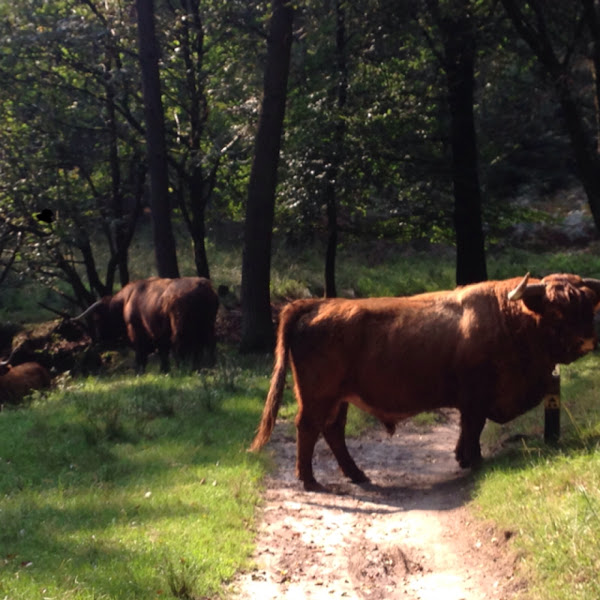 Cow | Project Noah
