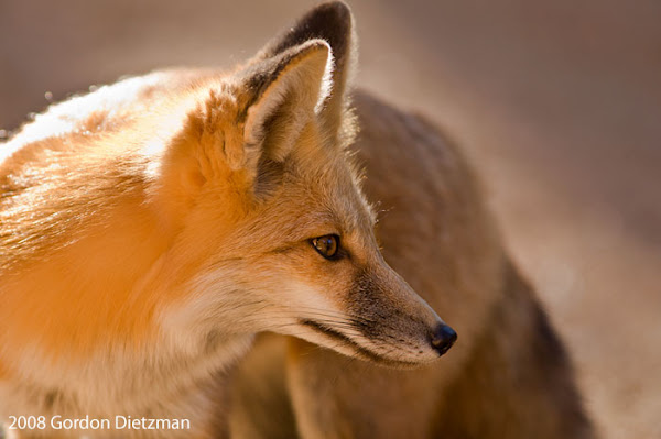 Red Fox | Project Noah