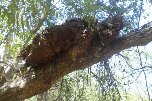 Perico Verde ( Catalnica) | Project Noah