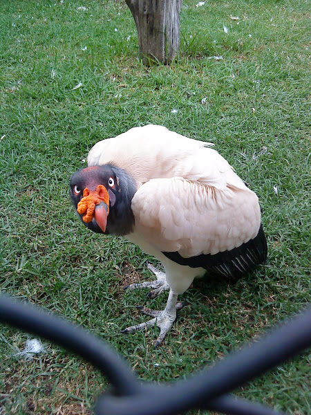 Buitre real | Project Noah