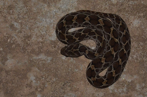 Russel's viper | Project Noah