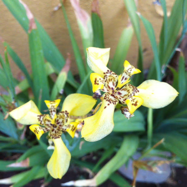 Yellow Walking Iris | Project Noah