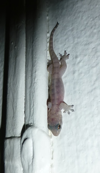 House Gecko | Project Noah