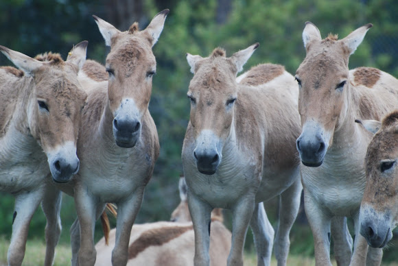 Turkmenian Kulan (Asian Wild Ass) | Project Noah