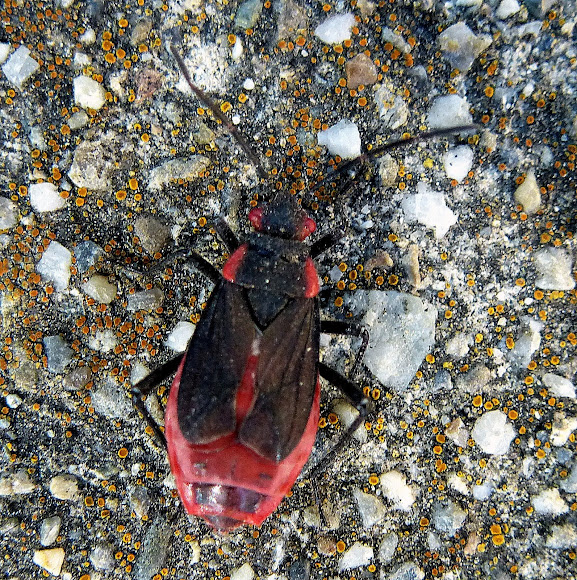 Red Shouldered Bug( Adult) | Project Noah