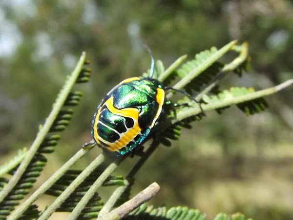 Metallic shield backed bug | Project Noah