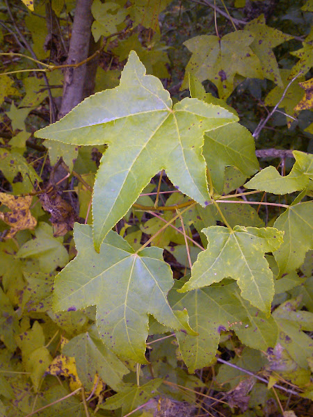 5 point leaf | Project Noah