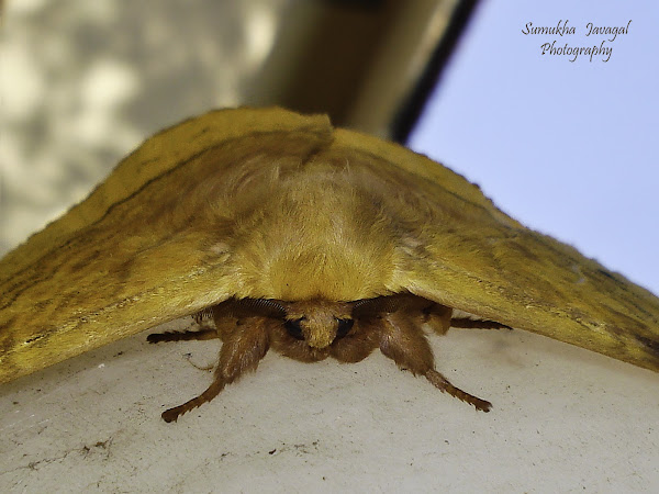 Monkey Moth | Project Noah