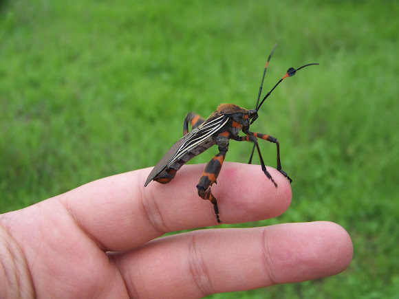 Tantarria (giant mesquite bug) | Project Noah