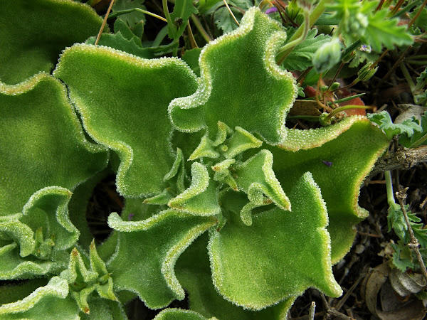 Iceplant/Anémona de tierra | Project Noah