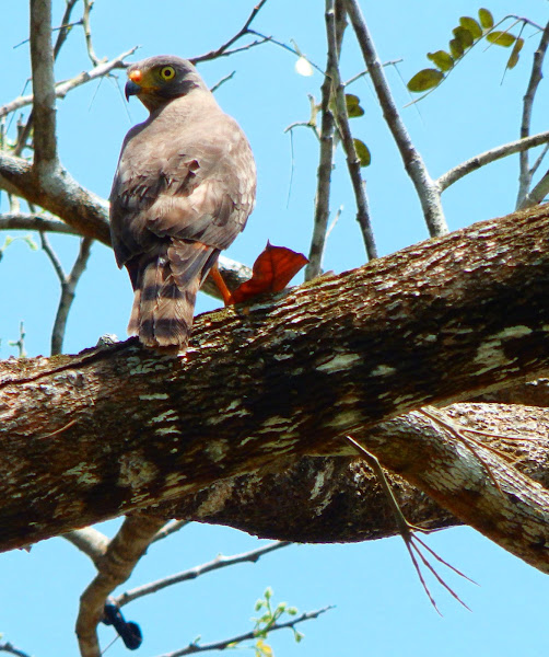 Roadside Hawk | Project Noah
