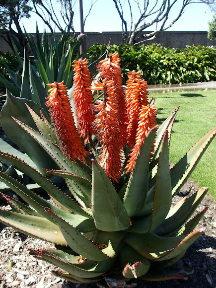 Cape aloe | Project Noah