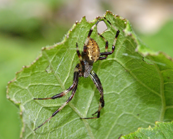 European Garden Spider | Project Noah