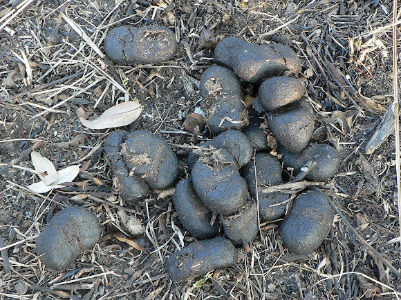 Burchell's Zebra (Dung) | Project Noah