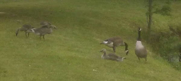 Canada Goose | Project Noah