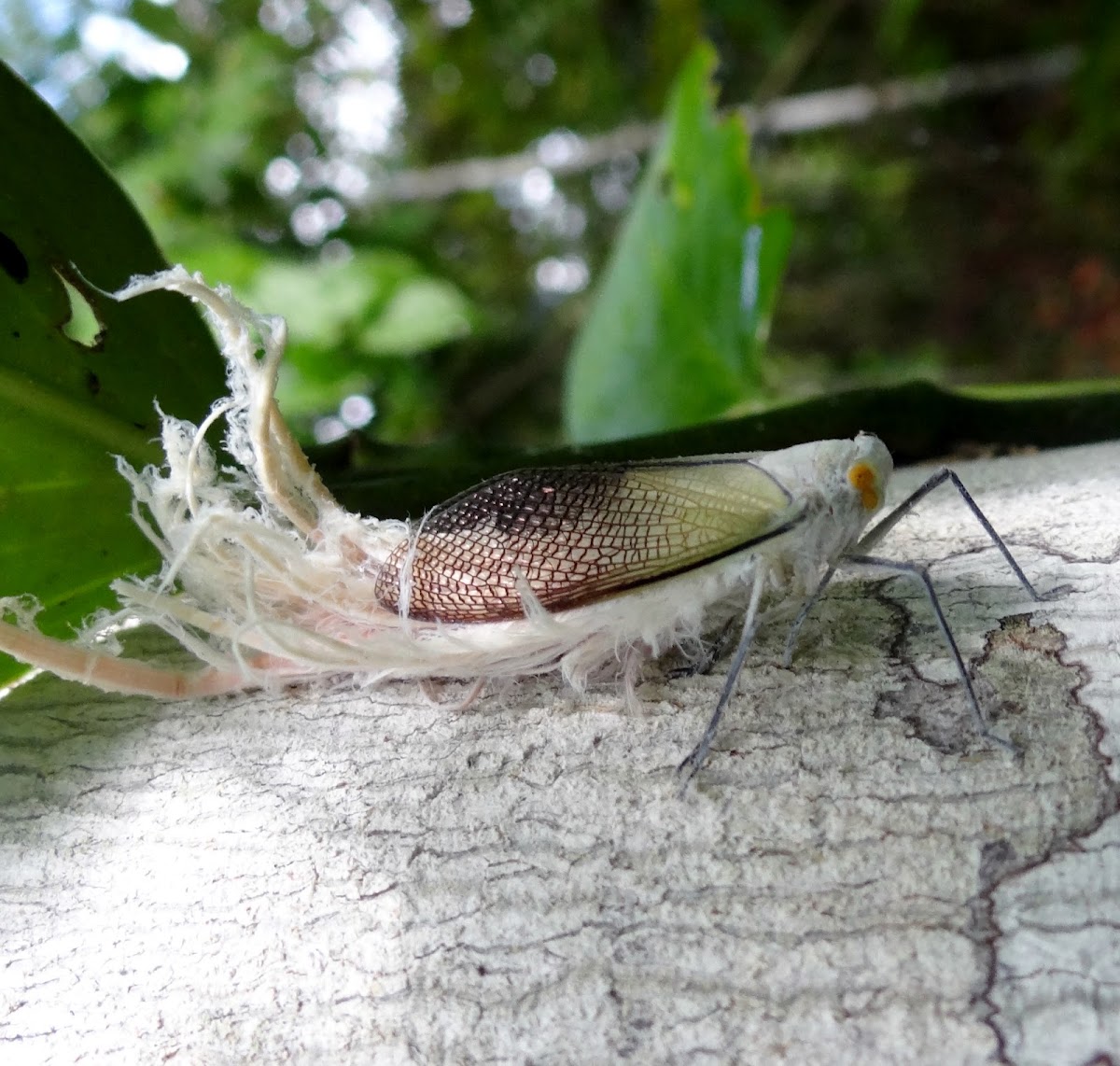 Wax-tailed Planthopper | Project Noah
