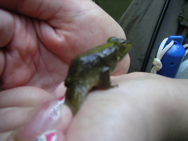 Northern Green Frog | Project Noah