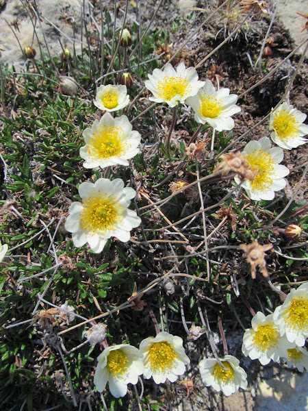 Mountain Aven | Project Noah