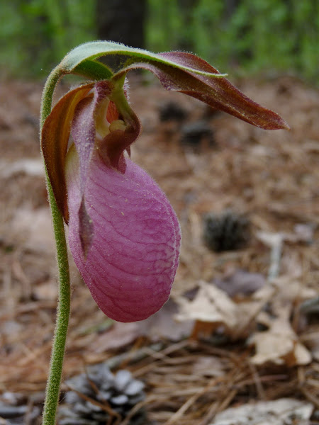 Pink Lady's Slipper | Project Noah