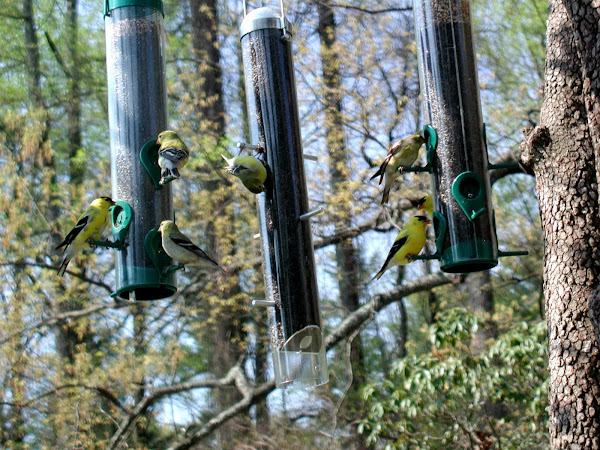 American Goldfinch | Project Noah