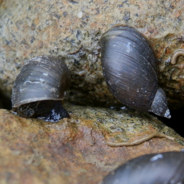 American ribbed fluke snail | Project Noah