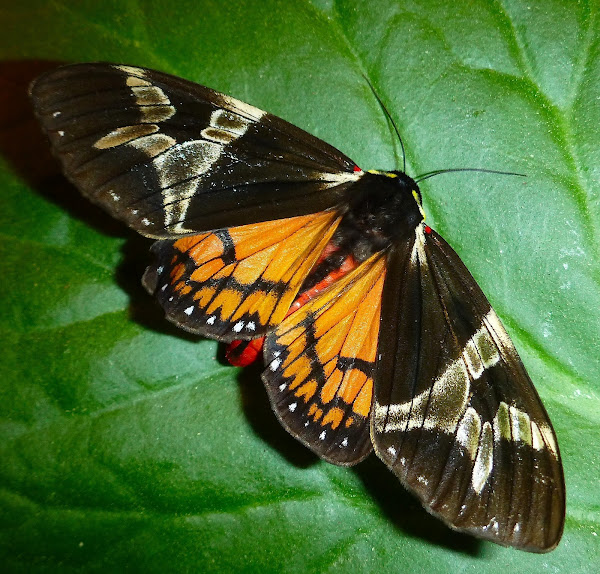 Saga of the Flag Moth - Part 9 | Project Noah