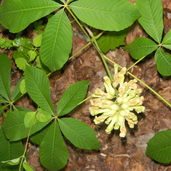 Painted Buckeye, Georgia Buckeye | Project Noah