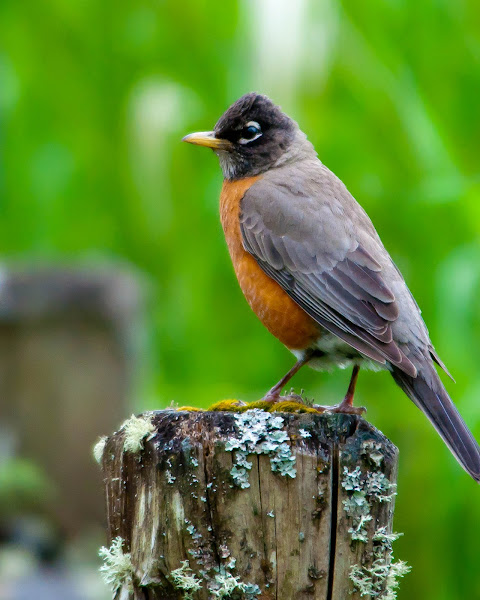 American Robin | Project Noah