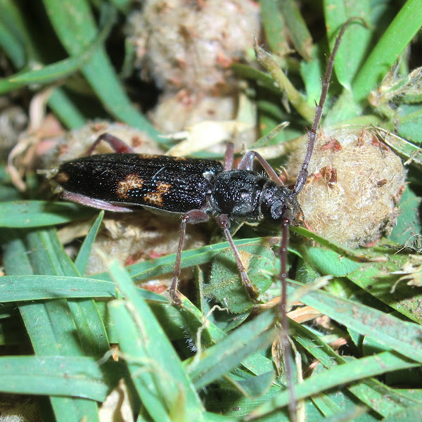 Eucalyptus Longhorned Borer | Project Noah