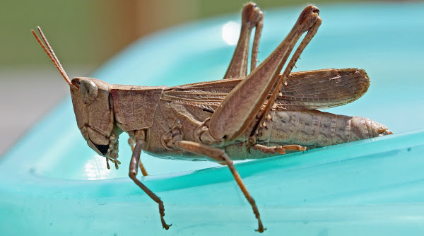 Carolina Locust | Project Noah