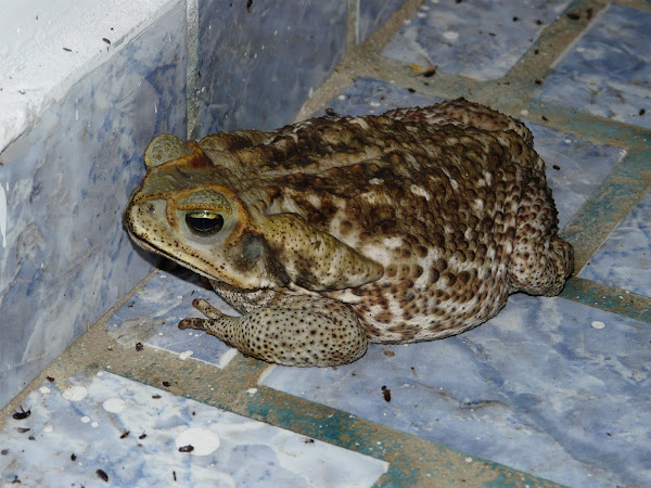 Giant Cane toad | Project Noah