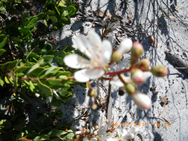 Tar Flower | Project Noah