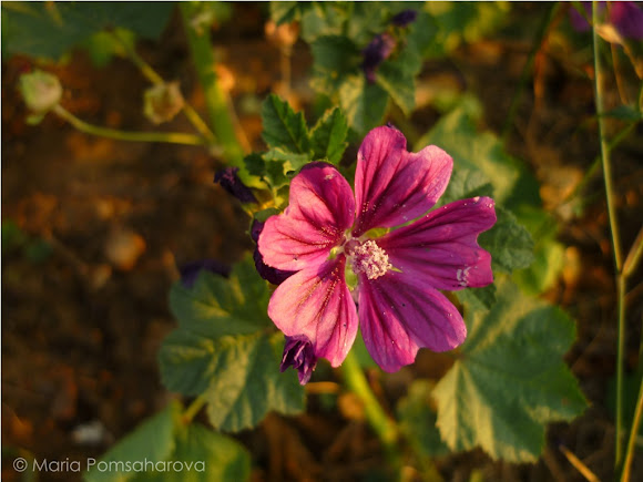 Common Mallow | Project Noah